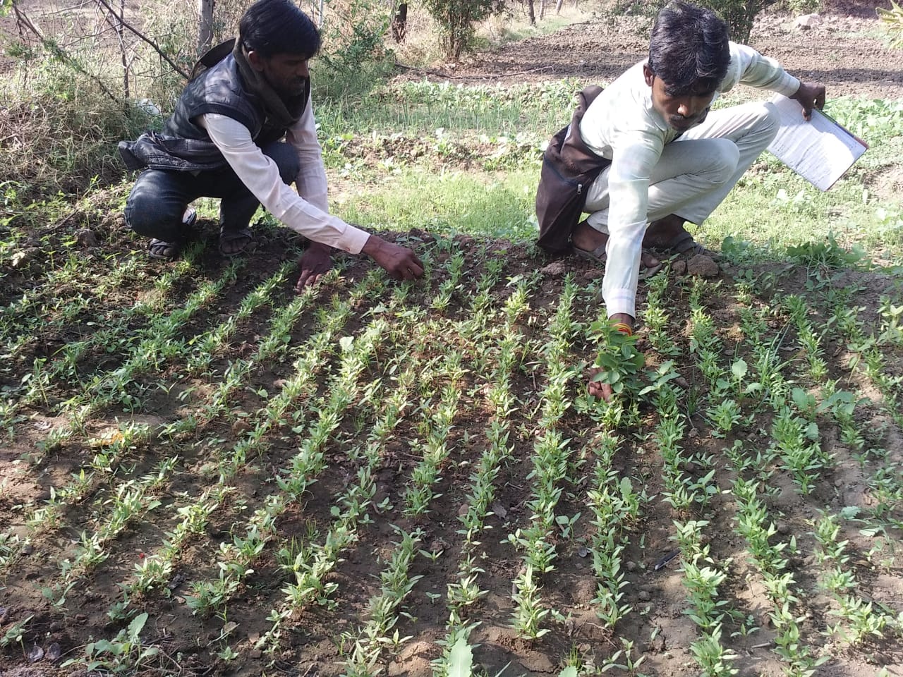 About Us | best online supermarket in UK for organic superfoods – Spice ...